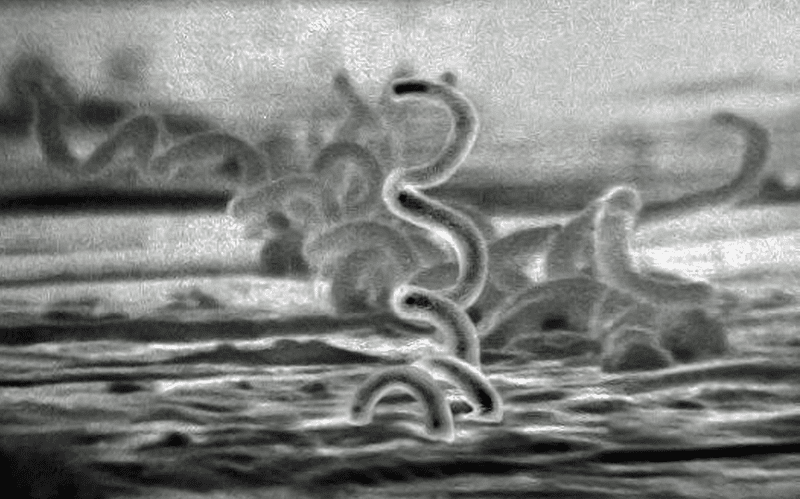 Core Concepts - Syphilis - Self-Study Lessons - National STD Curriculum