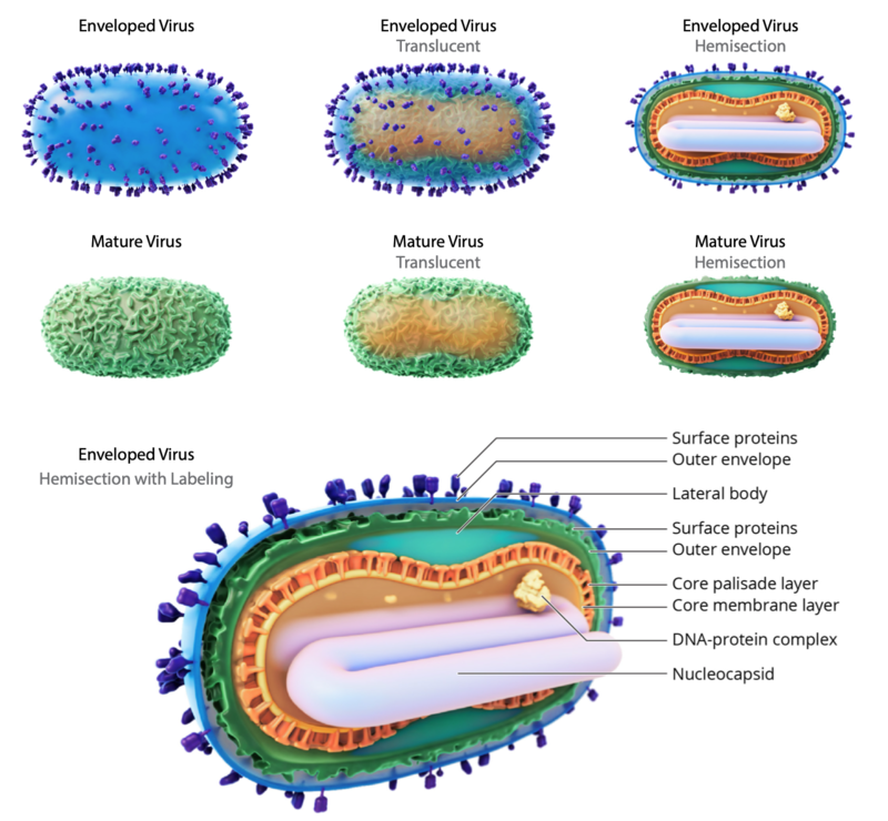 Core Concepts - Mpox - Self-Study Lessons - National STD Curriculum