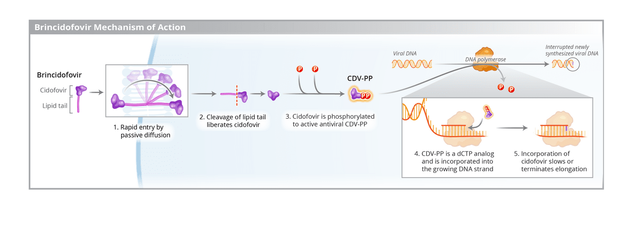 Core Concepts - Mpox - Self-Study Lessons 2nd Edition - National STD ...