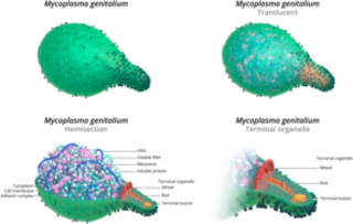 Core Concepts - Mycoplasma genitalium - Self-Study Lessons - National ...