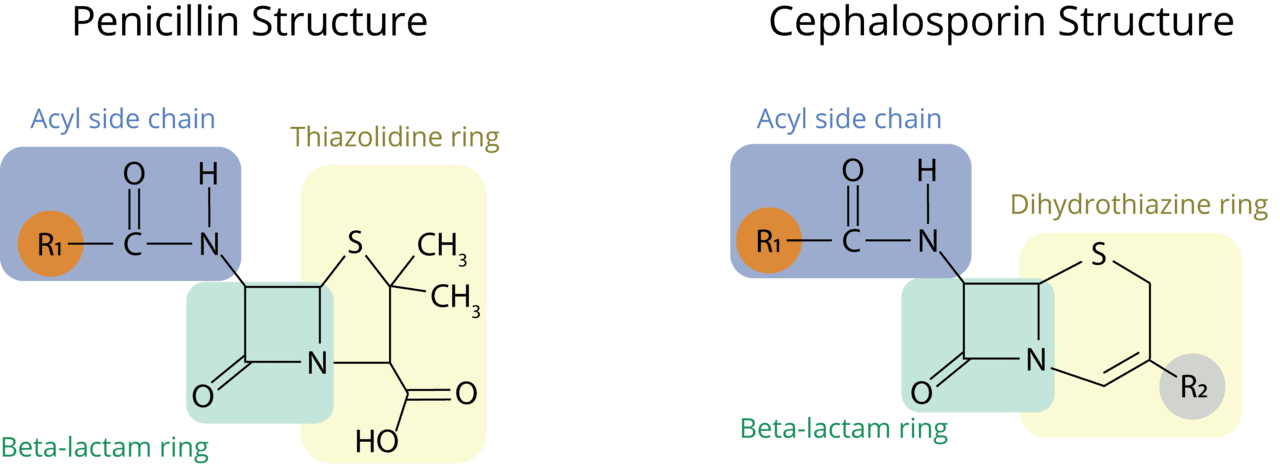 Question 5 - Penicillin Allergy Question Bank - National STD Curriculum