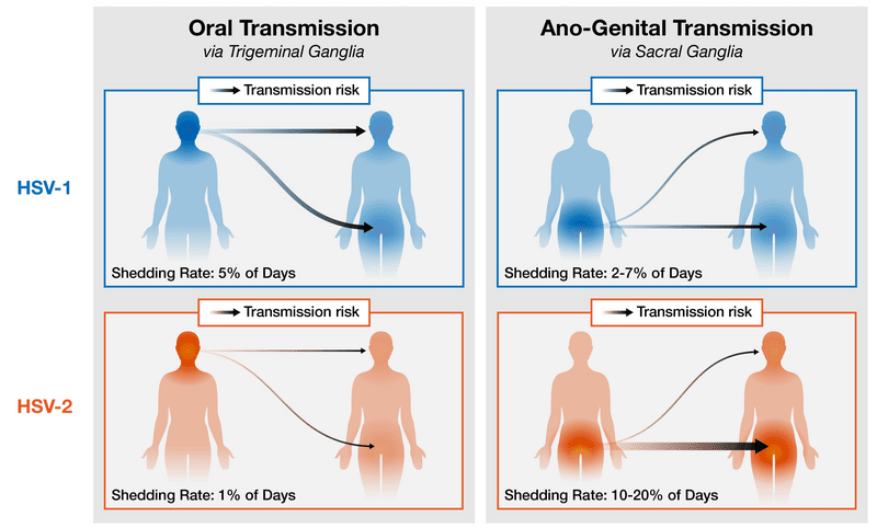 Core Concepts - Genital Herpes - Self-Study Lessons - National STD ...
